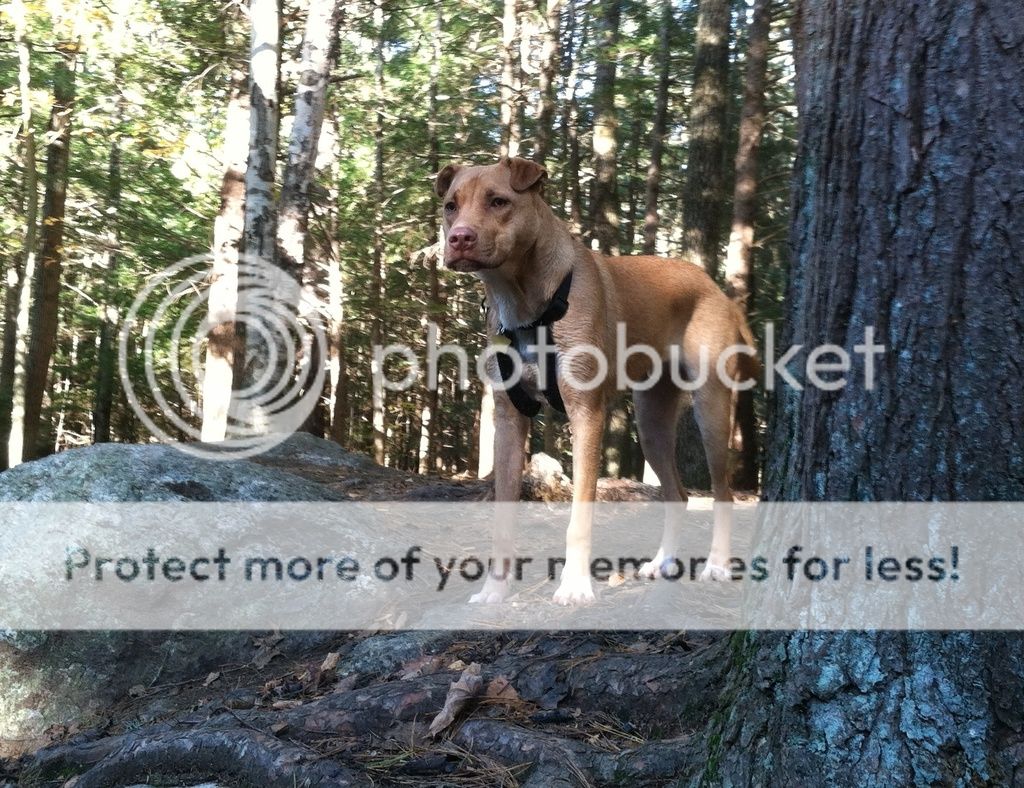 Broken Dag needs $7-8000 in repairs. > General Discussion > AR15.COM