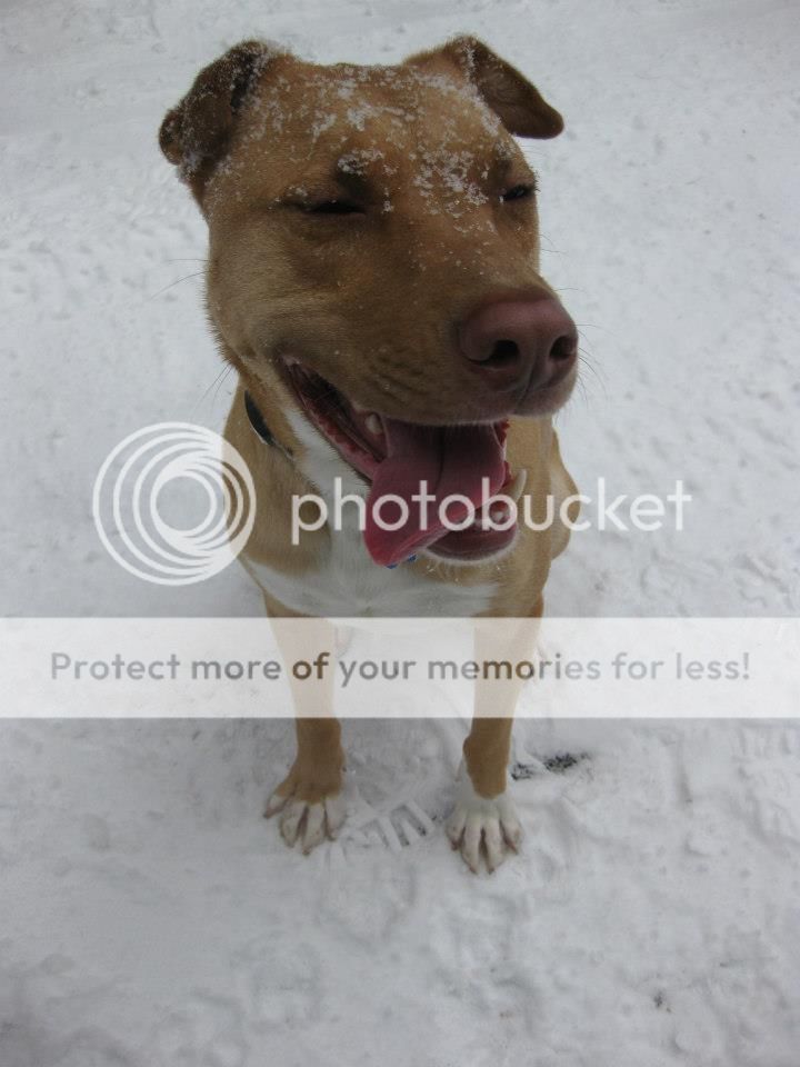 Broken Dag needs $7-8000 in repairs. > General Discussion > AR15.COM