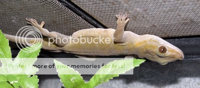 Palm / Skunk / White-Lined Geckos - S W London | Reptile Forums