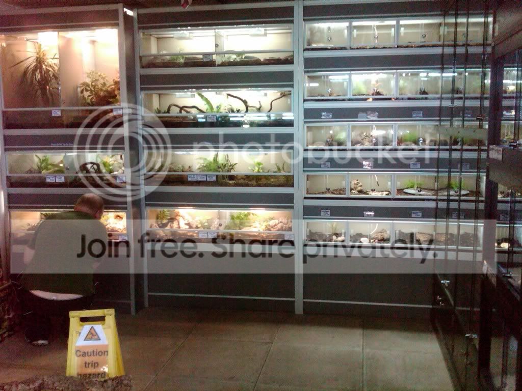 Hollybush new reptile room? | Reptile Forums
