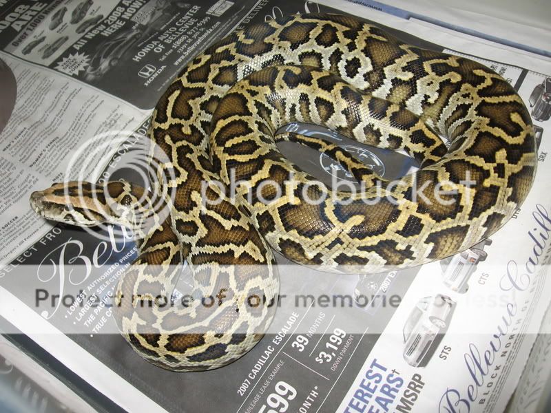 Normal Phase Or Wild Type Burmese Python Photo by Caseys_Class ...