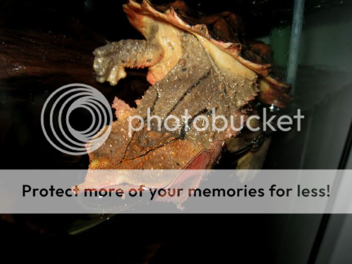 Matamata - The Smiling Turtle | MonsterFishKeepers.com