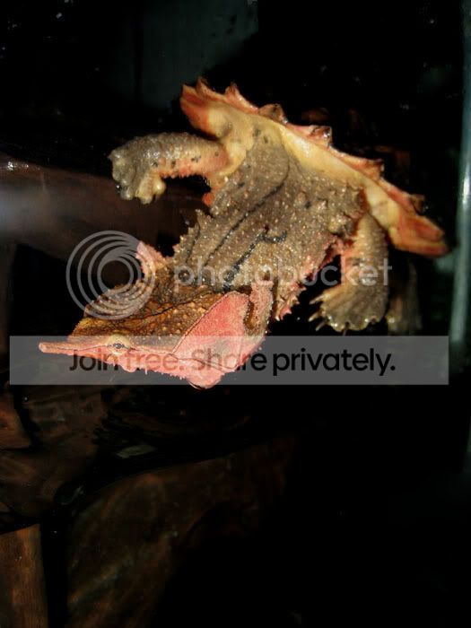 Matamata - The Smiling Turtle | MonsterFishKeepers.com
