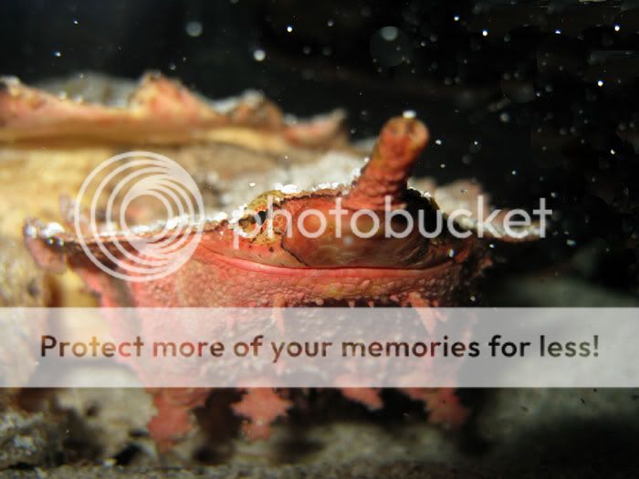 Matamata - The Smiling Turtle | MonsterFishKeepers.com